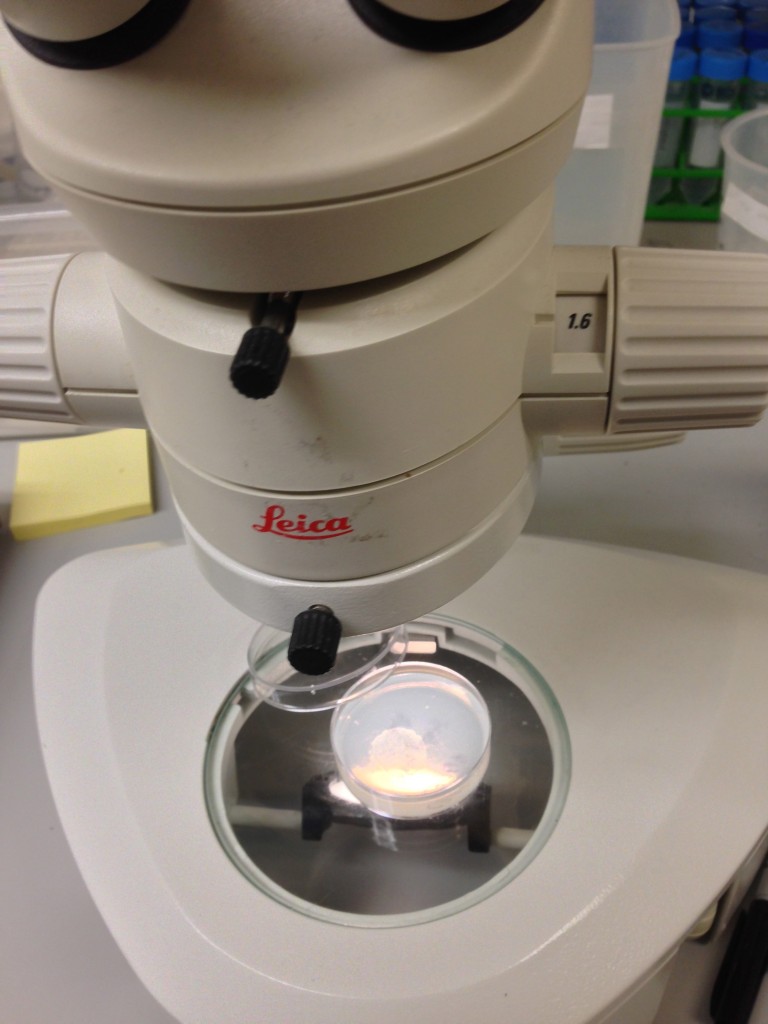 C elegans under microscope – SQ Online