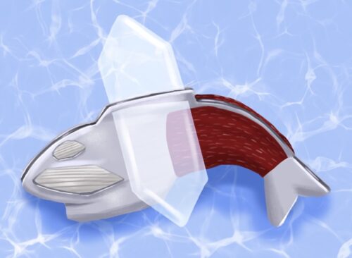 Partly Human: How Biohybrid Fish Are Brought To Life With Human Stem ...